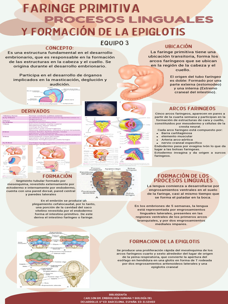 Desarrollo de Arcos Faringeos y Epiglotis | PDF | Lengua | Anatomía