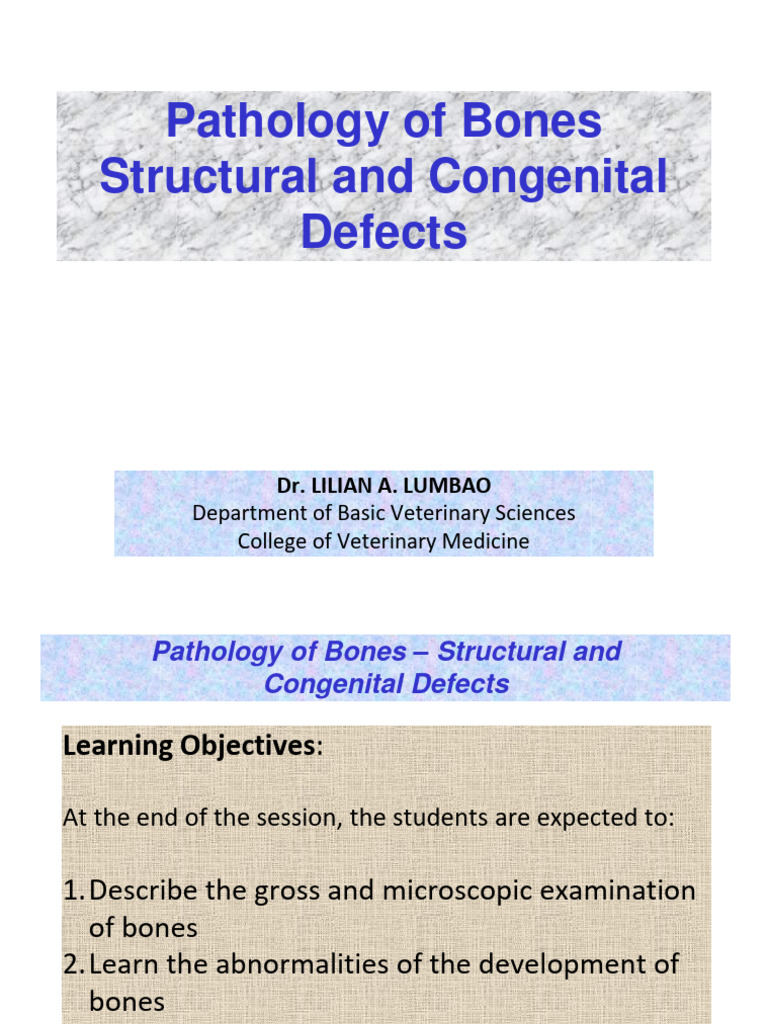 1 Bone Struture | Download Free PDF | Bone | Vertebral Column