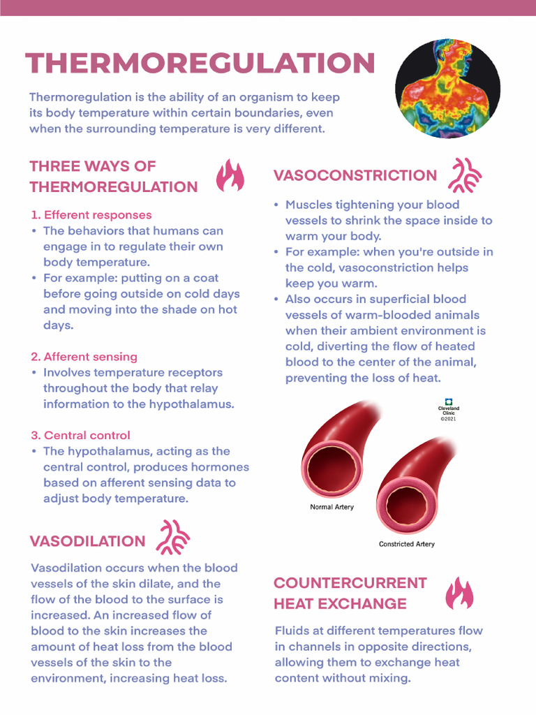 Thermoregulation | PDF