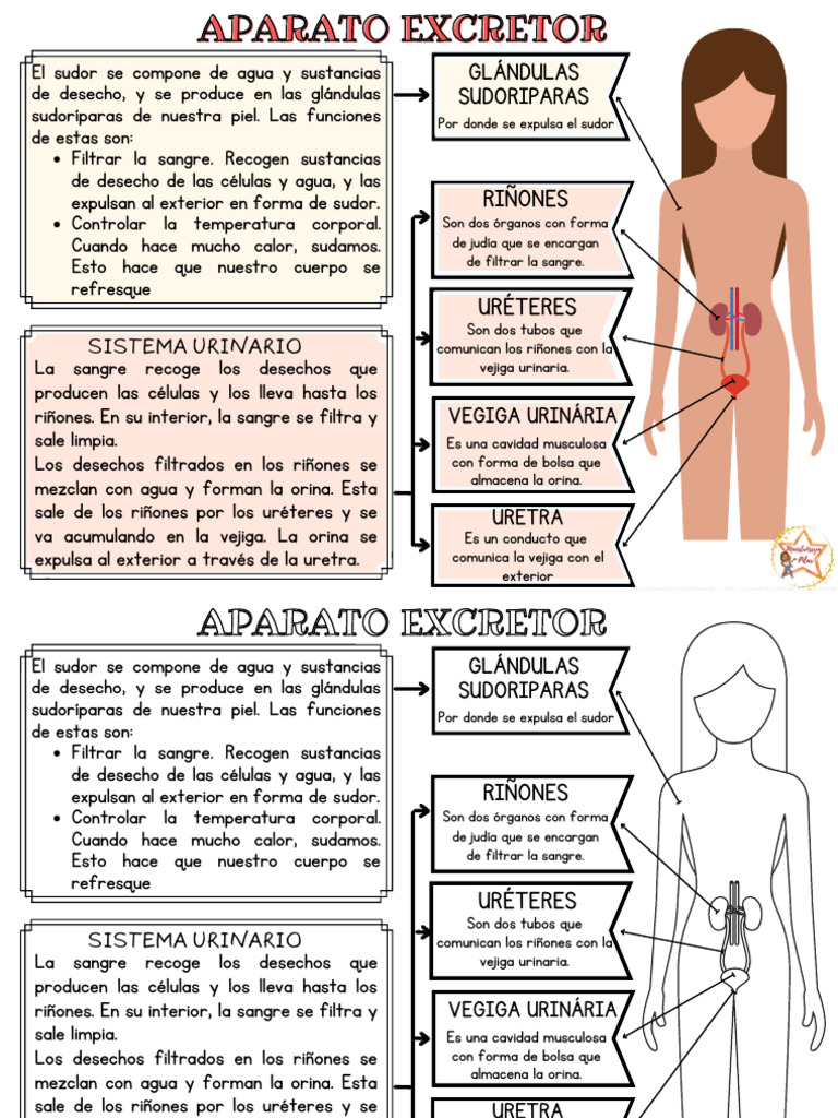 Aparato Excretor | PDF | Sistema urinario | Riñón