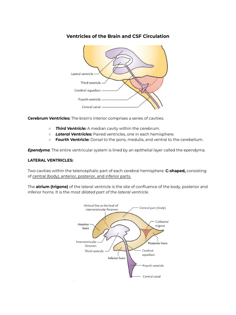 Ventricles of The Brain and CSF Circulation | PDF | Cerebrospinal Fluid | Anatomy