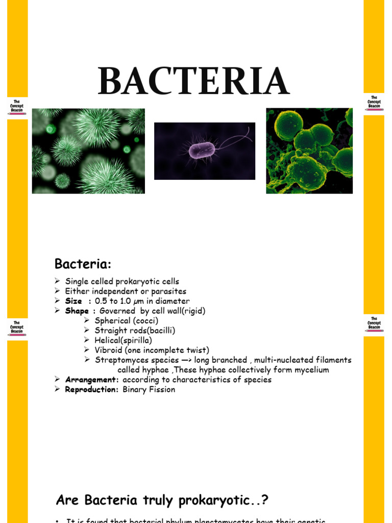 Bacteria | PDF | Cell (Biology) | Bacteria