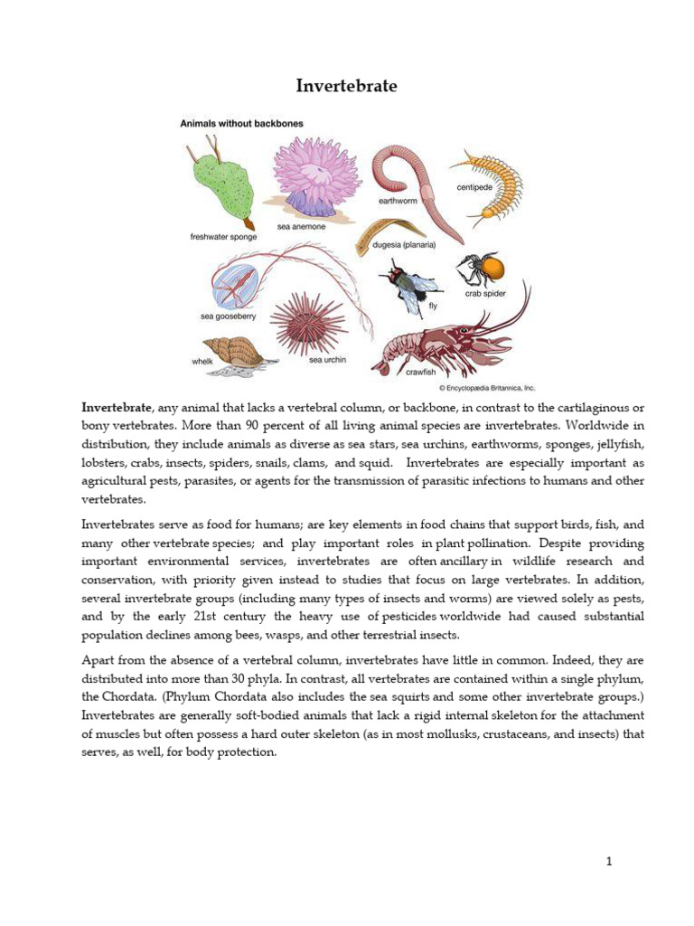 Invertebrate | PDF | Invertebrate | Biology