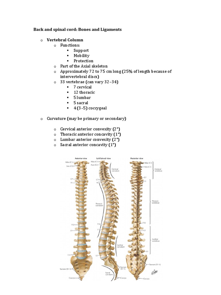 Back and Spinal Cord | PDF | Vertebra | Vertebral Column