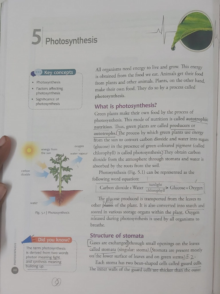 Bio Term 1 2 | PDF | Cellular Respiration | Photosynthesis