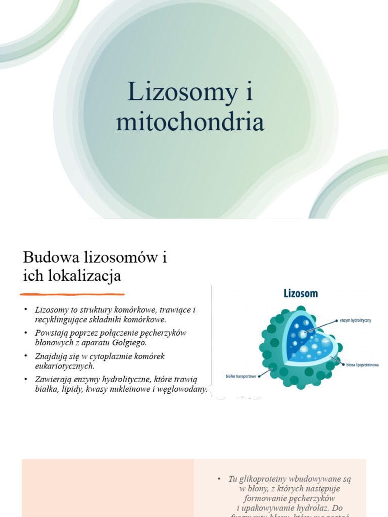Lizosomy I Mitochondria | PDF