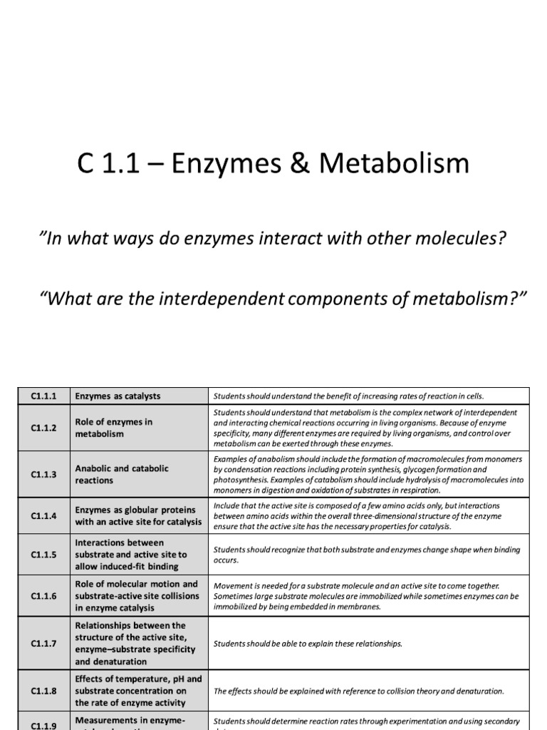 IB DP Bio C.1.1 SL Enzymes SL/HL PowerPoint | PDF
