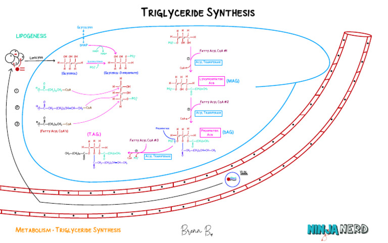 Triglyceride Synthesis Illustration Atf | PDF | Cellular Processes ...