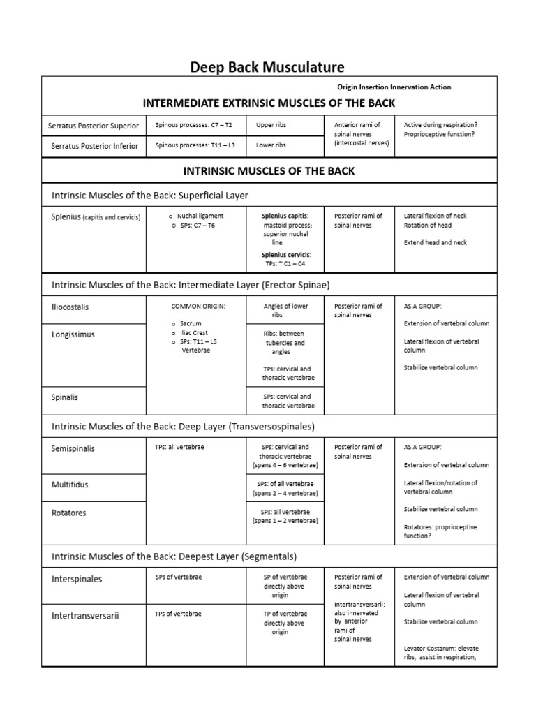 Deep Back Musculature Chart | PDF | Vertebra | Vertebral Column