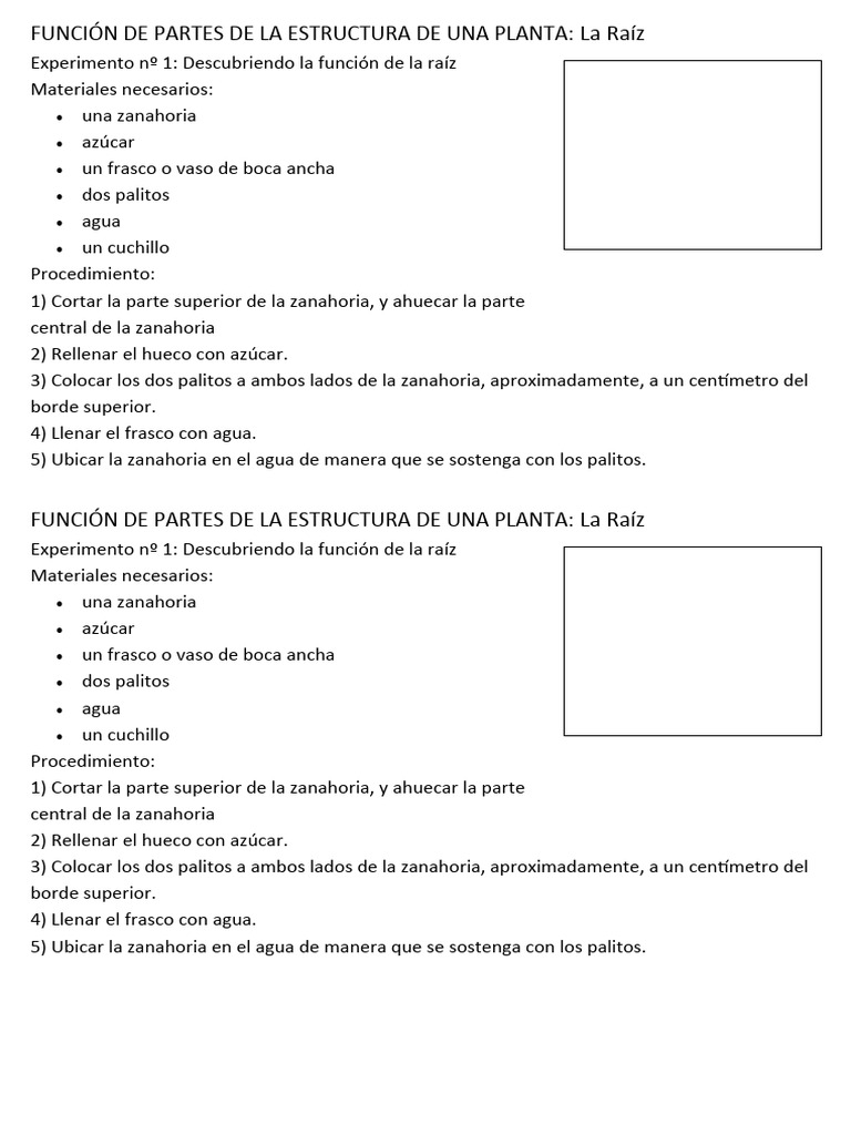 FUNCIones DE PARTES DE LA ESTRUCTURA DE UNA PLANTA | PDF