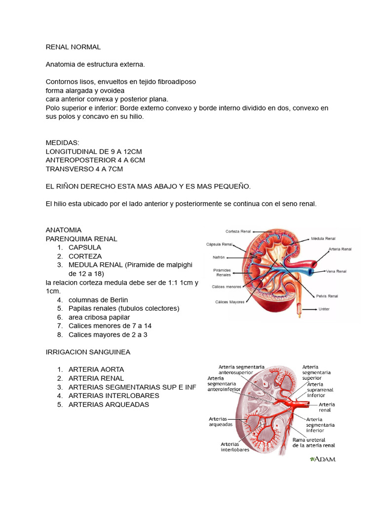 RENAL NORMAL ECOGRAFIA DIAGNOSTICA | PDF | Riñón | Abdomen
