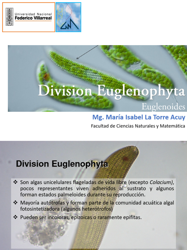3 Euglenophyta 2023 | PDF | Biología