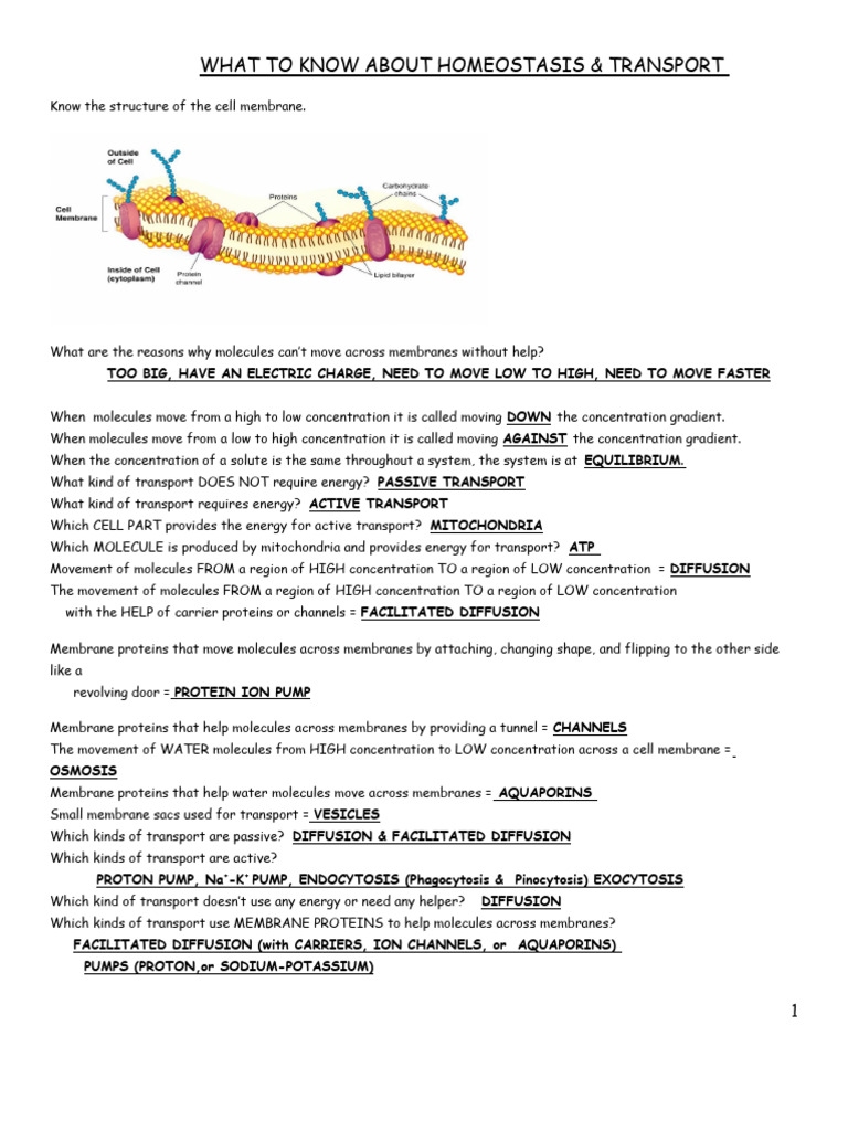 Cell Transport Review | PDF | Cell Membrane | Osmosis