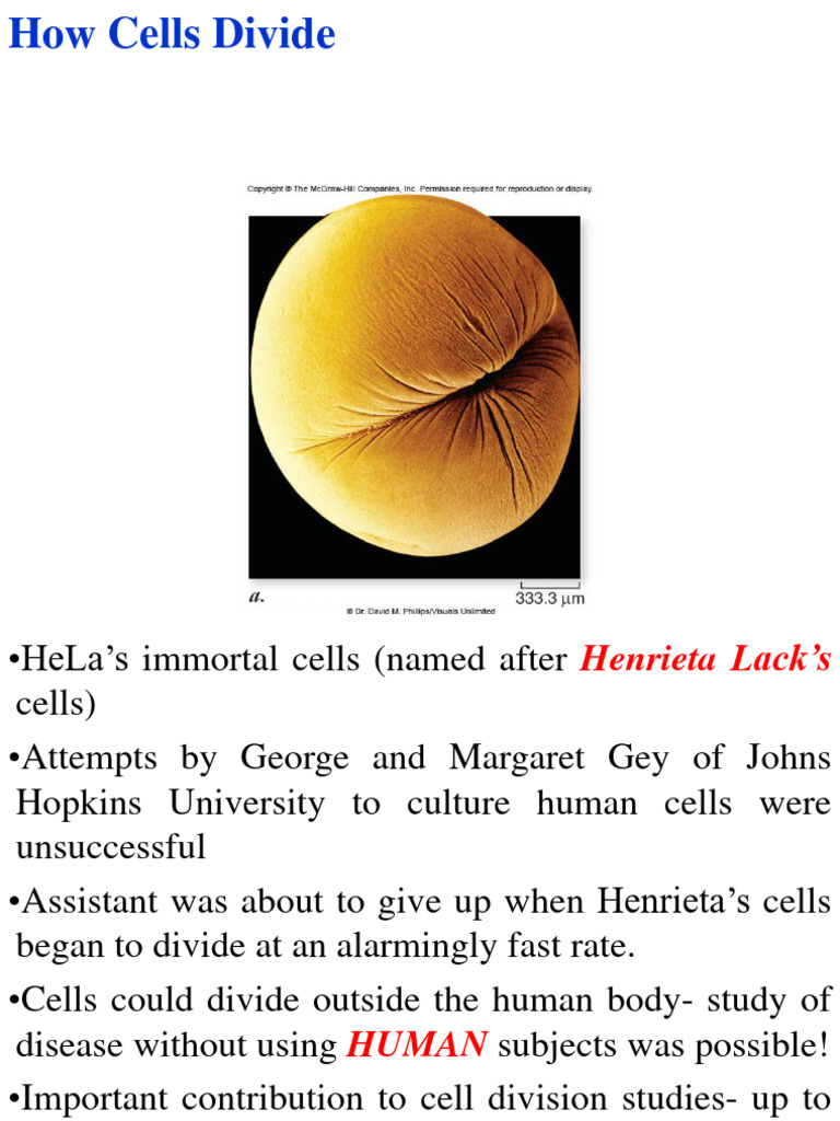 How Cells Divide | PDF | Mitosis | Cell Cycle