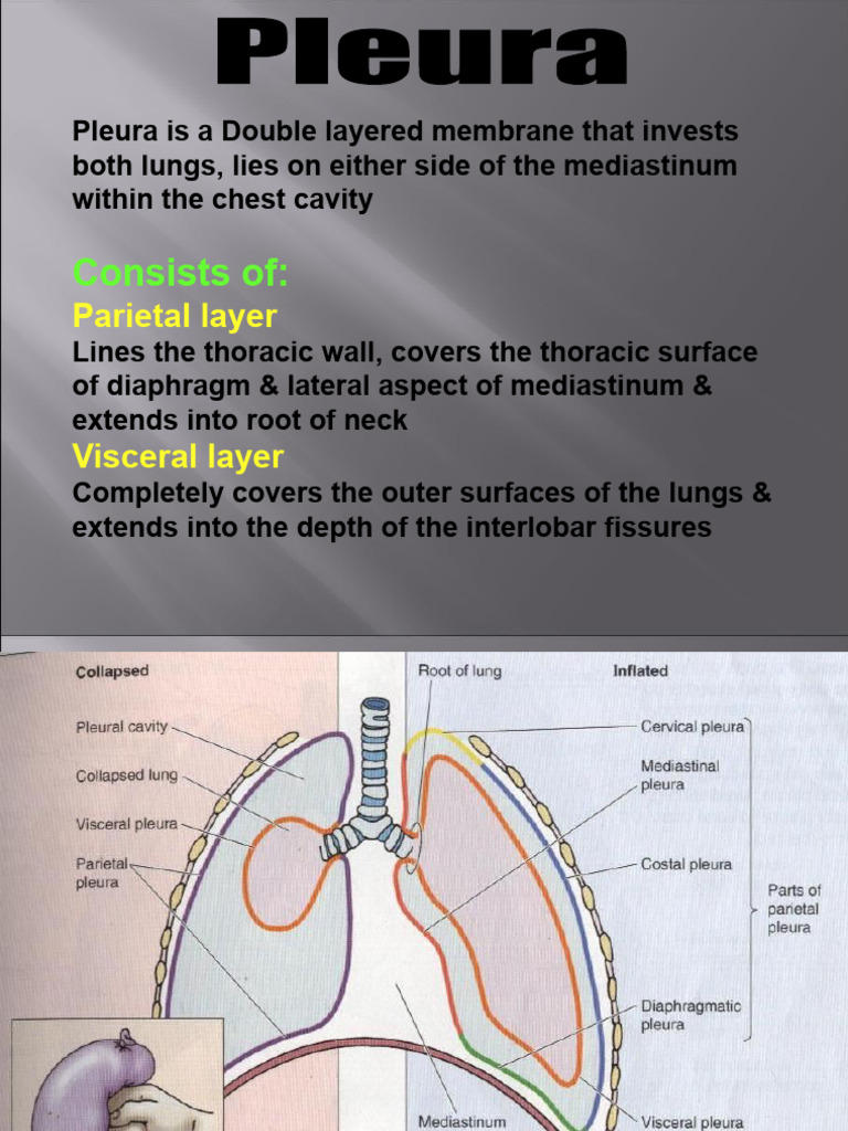 20-Trachea, Bronchi & BPS | PDF | Lung | Respiratory Tract