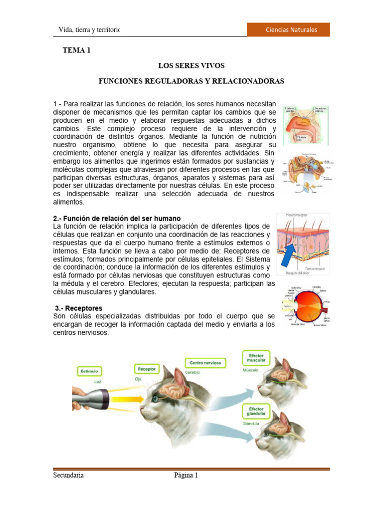 Libro Ciencias 2019 | PDF | Digestión | Sistema endocrino