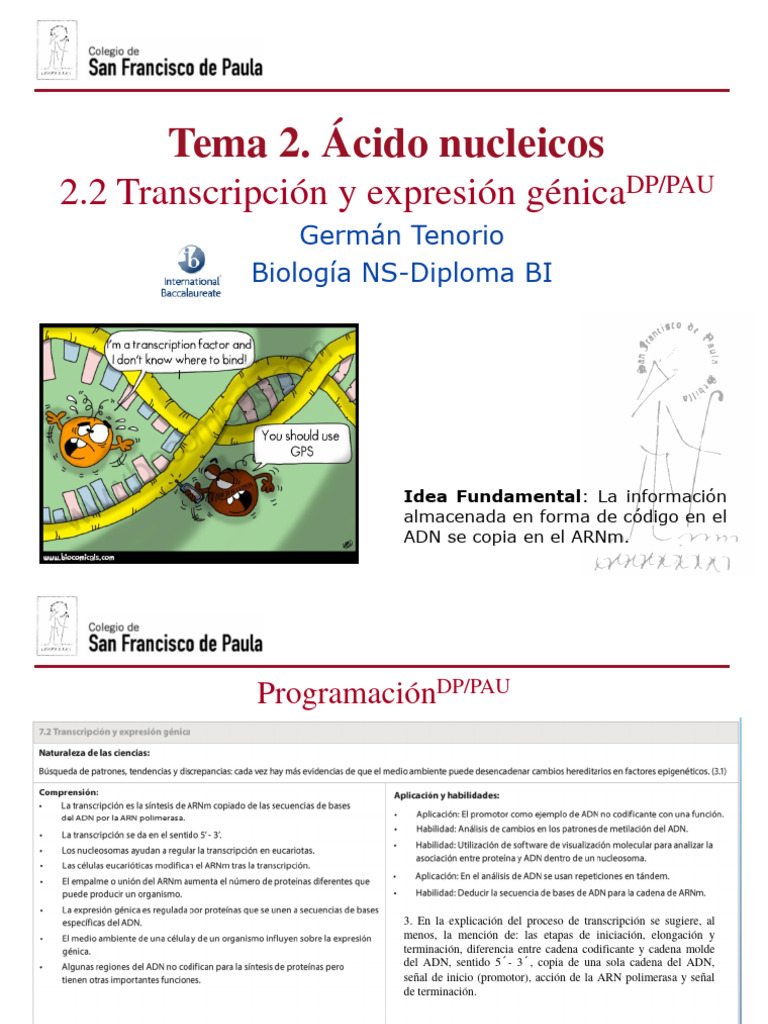 Transcripción y Expresión Génica | PDF | Rna | Adn
