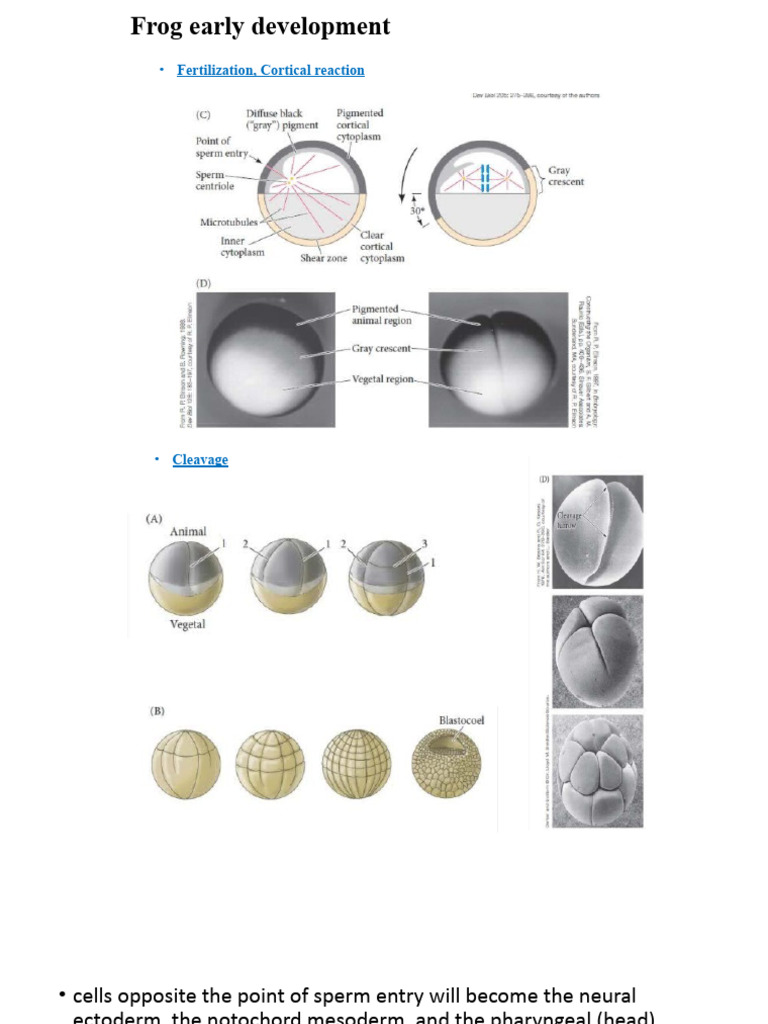 Frog Early Development | PDF | Science & Mathematics