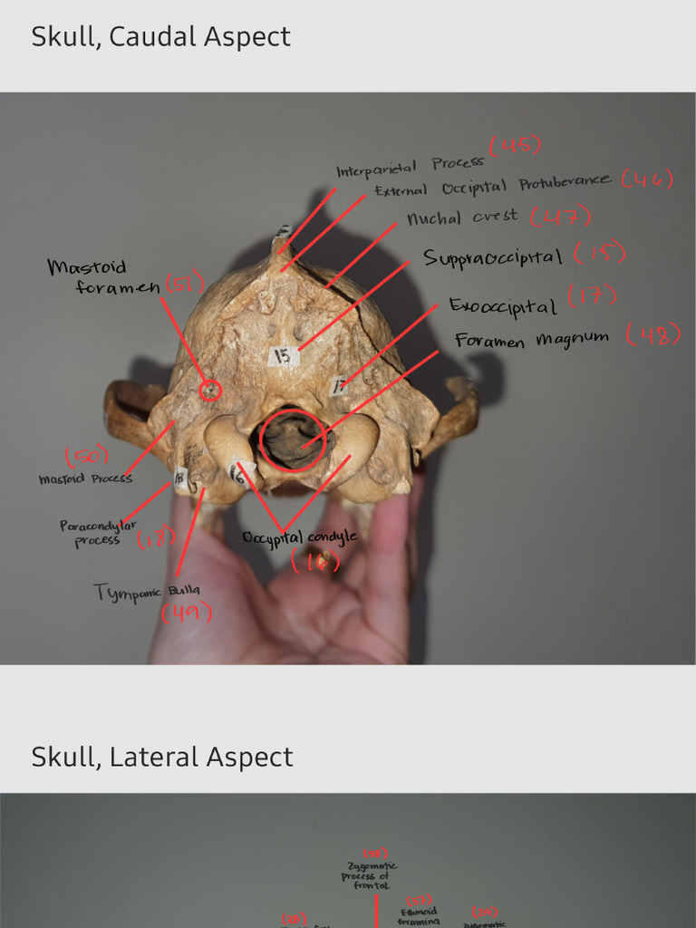 Labeled Skull | PDF