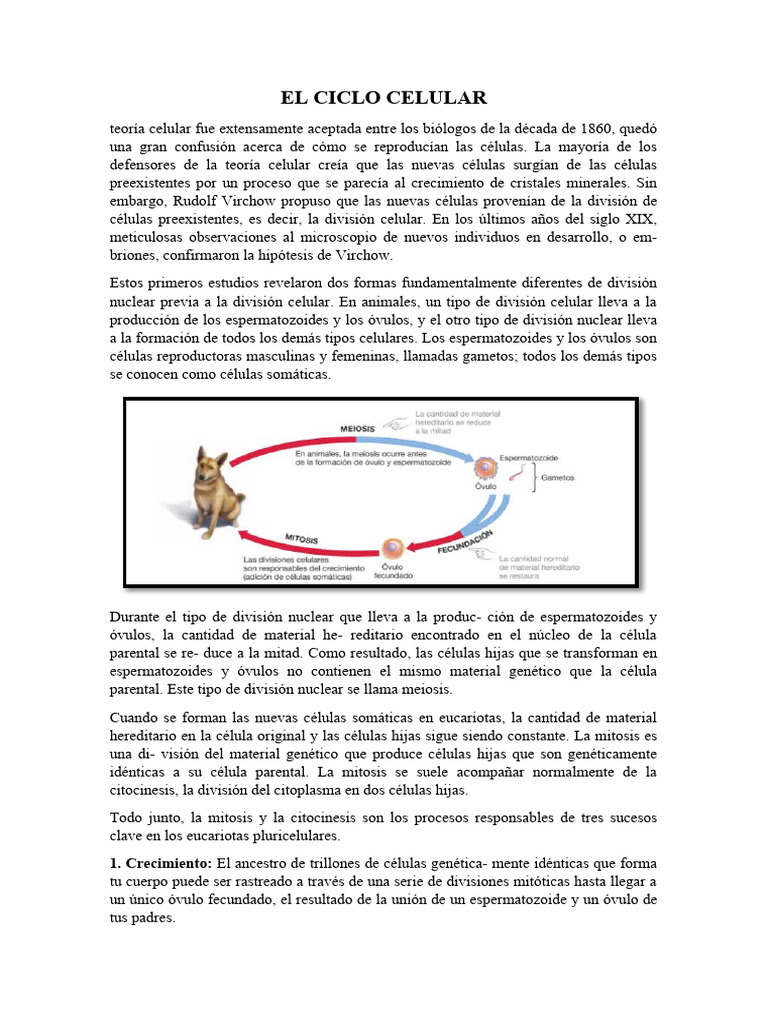 El Ciclo Celular | PDF | Mitosis | Neoplasias