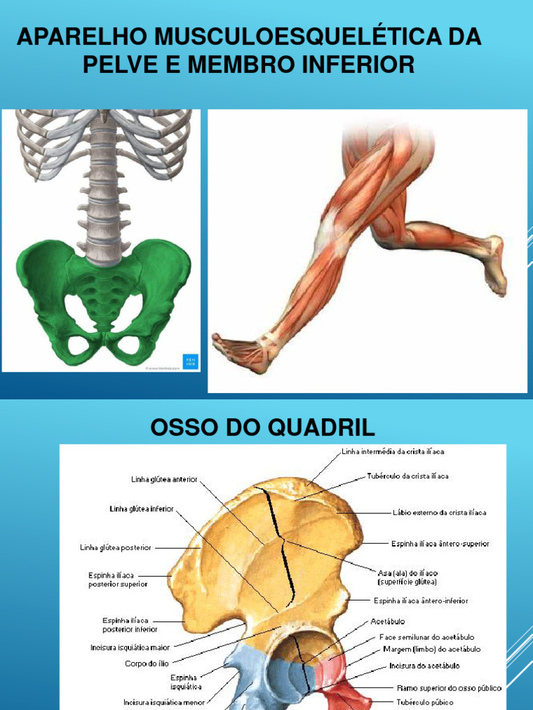Anatomia da Pelve e Membro Inferior | PDF | Pélvis | Tecido macio