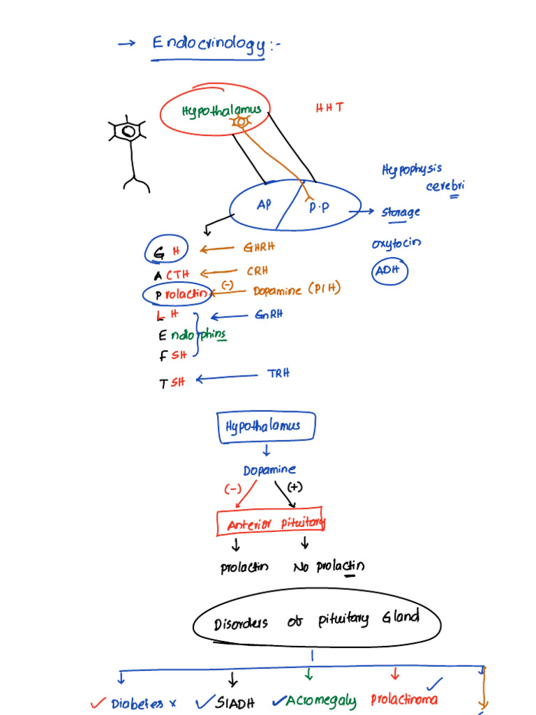 Endocrinology Handwritten Notes PDF | PDF | Thyroid | Endocrine System
