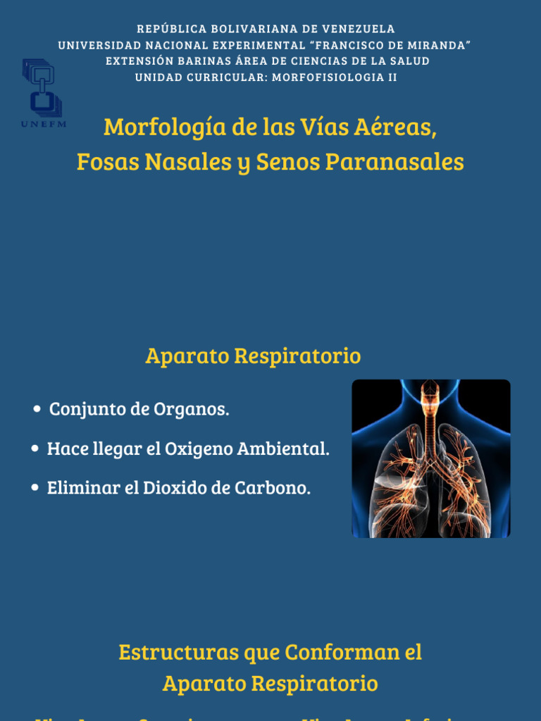 Morfología de las Vías Aéreas, Fosas Nasales y Senos Paranasales | PDF | Sistema respiratorio ...