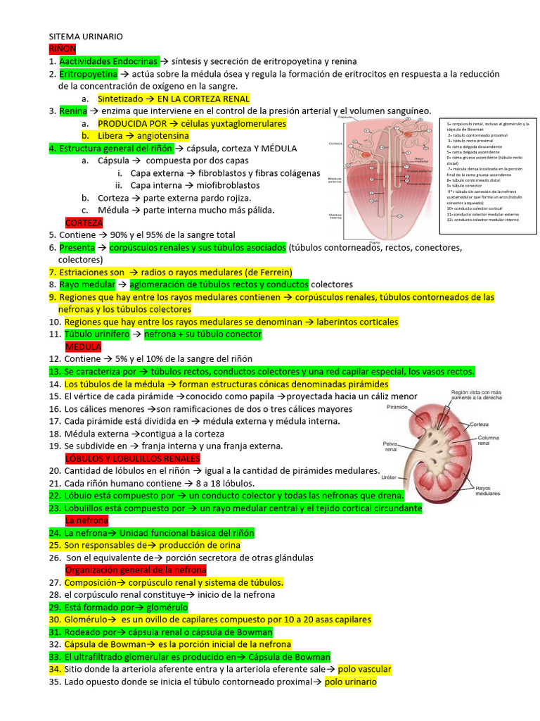 Estructura de los Túbulos Rectos Renales | PDF | Riñón | Angiotensina