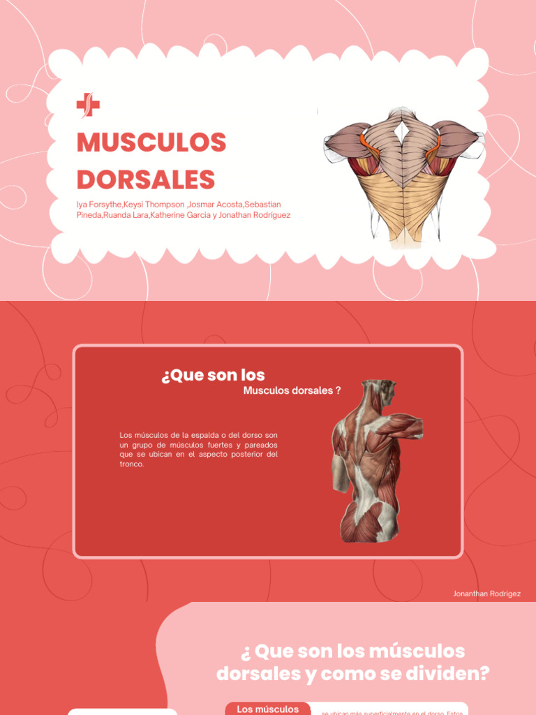 Músculos Dorsales | PDF | Anatomía humana | Sistema musculoesquelético