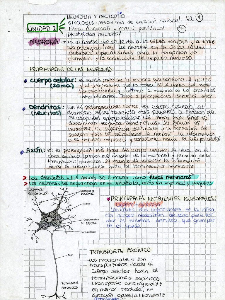 anatomo unidad 2 | PDF
