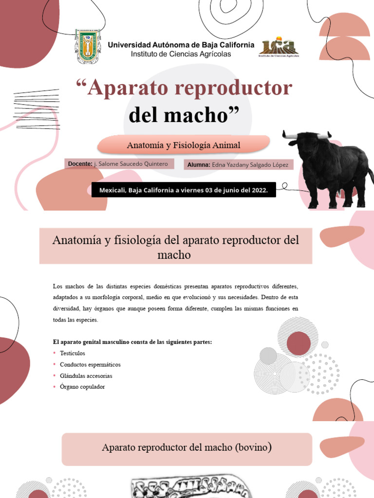 Aparato reproductor del macho (Bovino) E.Y.S.L | PDF | Testículo ...