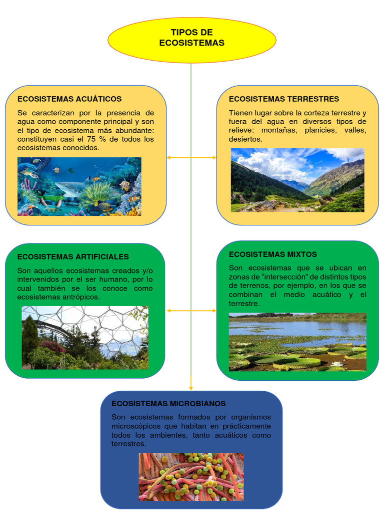 Mapa Conceptual Sobre Los Tipos de Ecosistemas | PDF