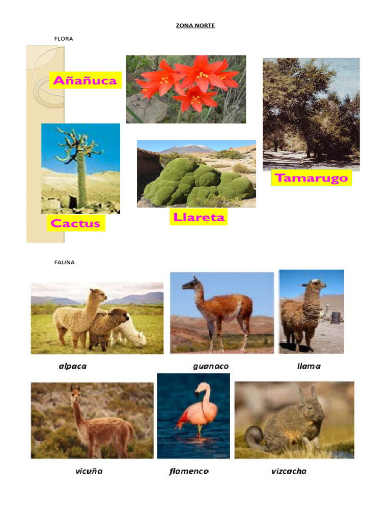 Flora y Fauna de Chile por Zonas | PDF