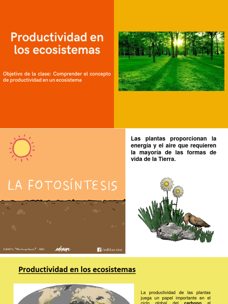 Biologia Segundo Medio Productividad en Los Ecosistemas | PDF | Producción primaria | Plantas