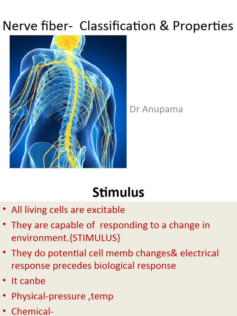 Nerve Fiber Classification and Properties | PDF | Action Potential ...