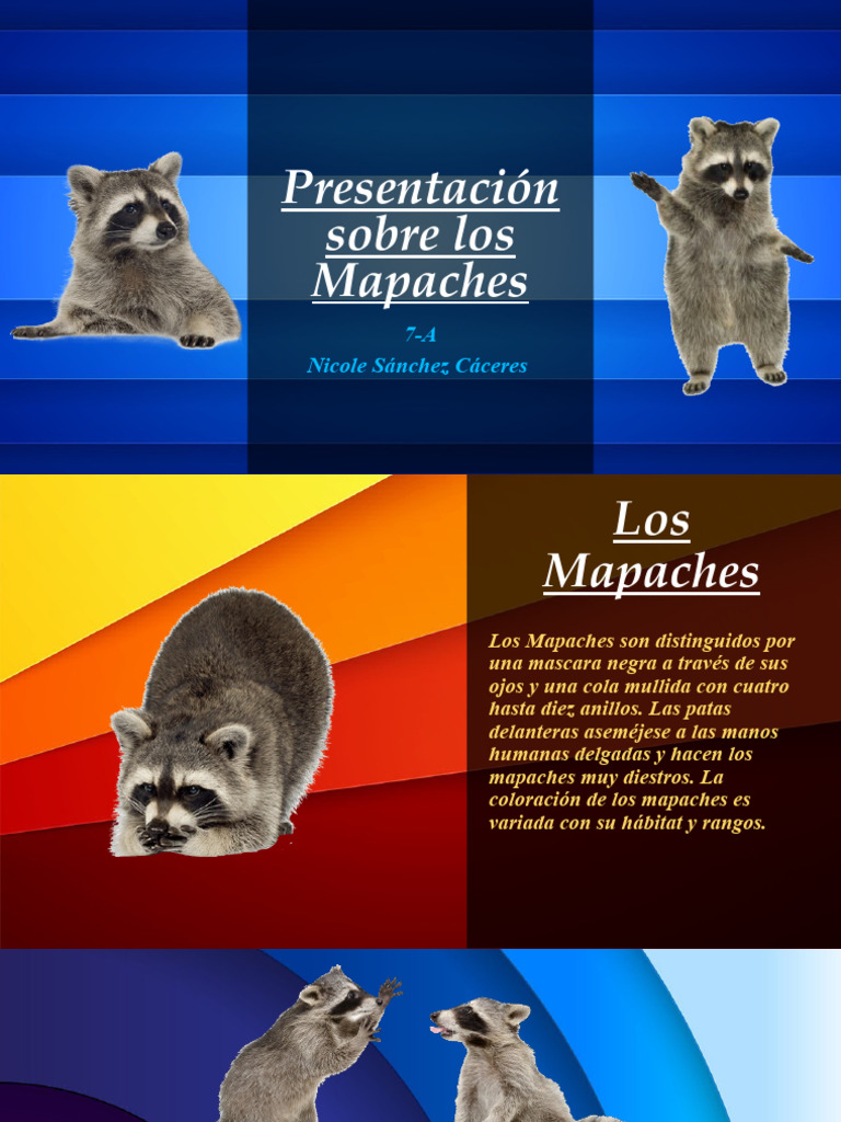 Presentación Sobre Los Mapaches | PDF | Mapache | Residuos