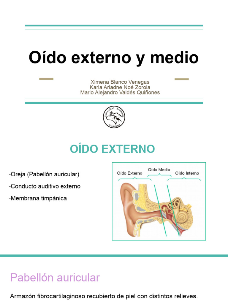 Anatomía y Función del Oído Externo | PDF | Oído | Anatomía