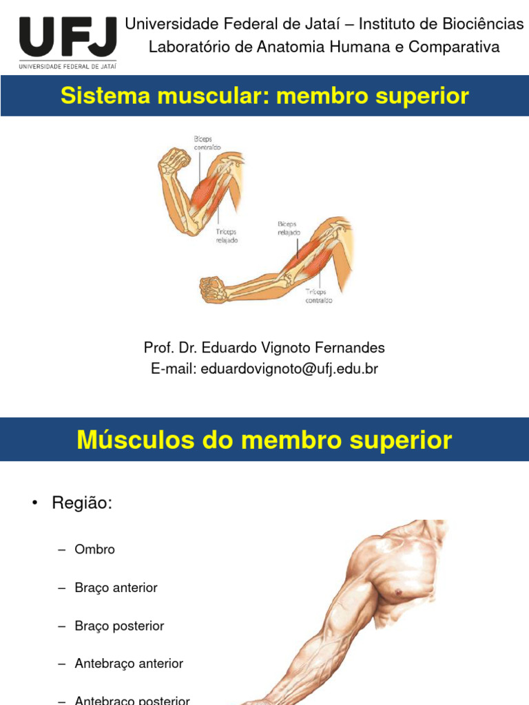 Aula_7_-Sistema_Muscular_do_membro_superior | PDF | Sistema Locomotor ...
