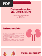 CALCULO DE UREA A PARTIR DE BUN y de BUN A PARTIR DE UREA | PDF
