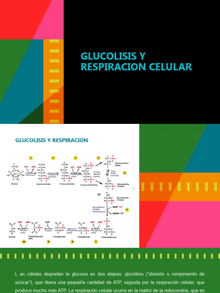 Glucolisis y Respiracion Celular | PDF | Respiración celular | Trifosfato de adenosina