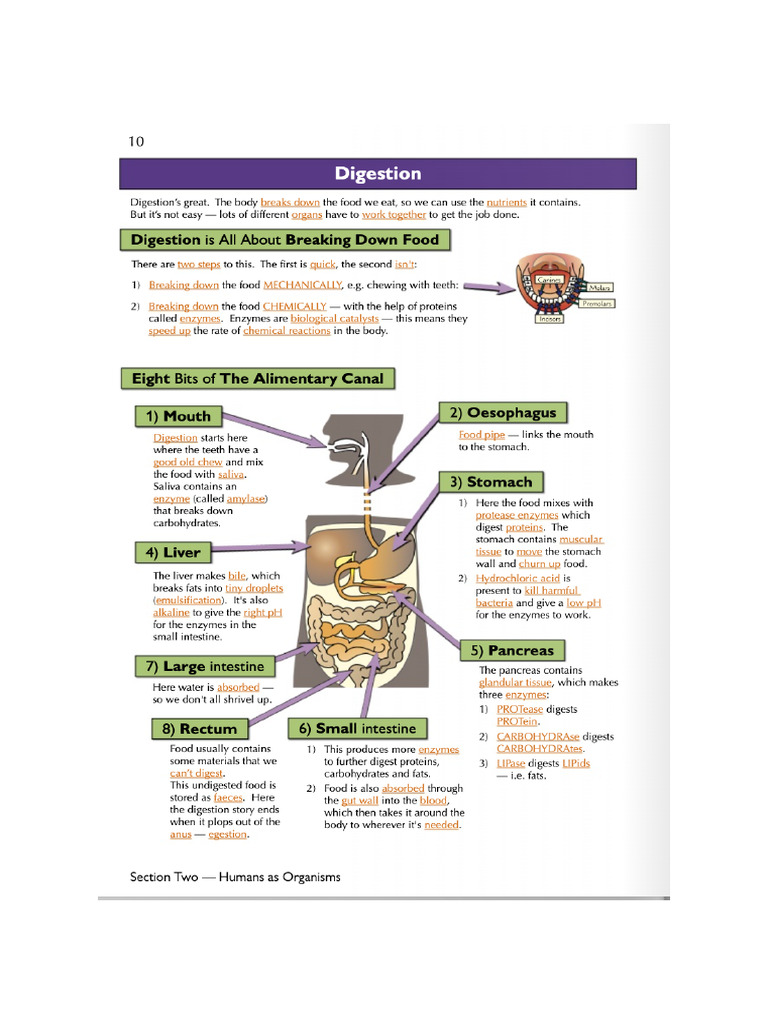 digestive system | PDF