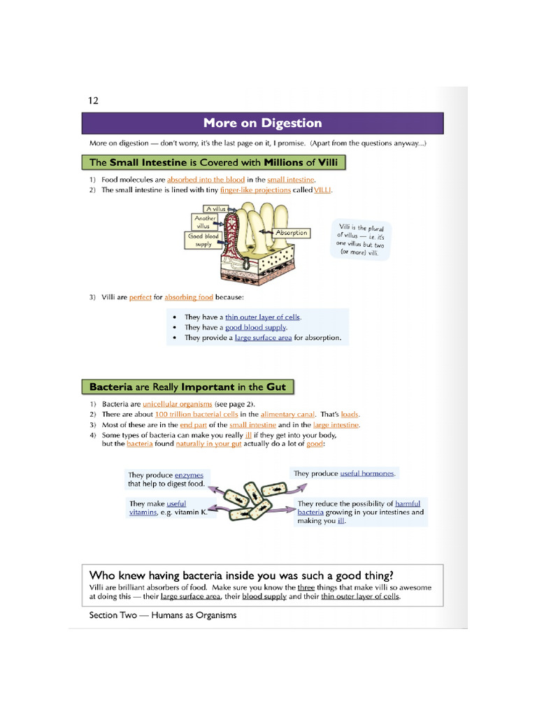 Digestive System | PDF