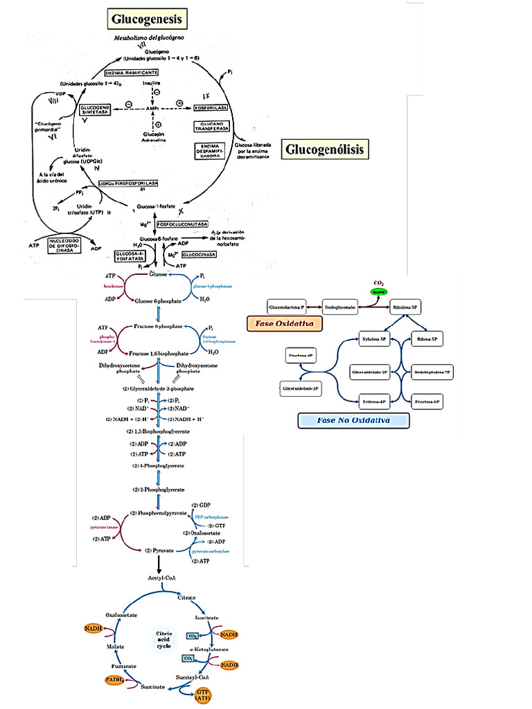 Esquema Glúcidos | PDF