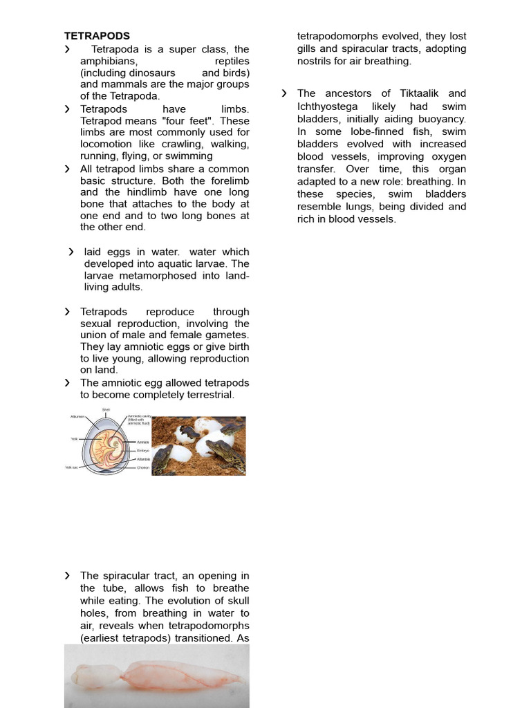TETRAPODS SUMMARY Edited | PDF | Science & Mathematics