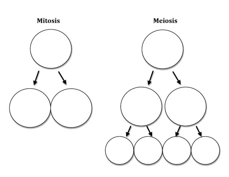Comparison Mitosis Meiosis Meiosis | PDF