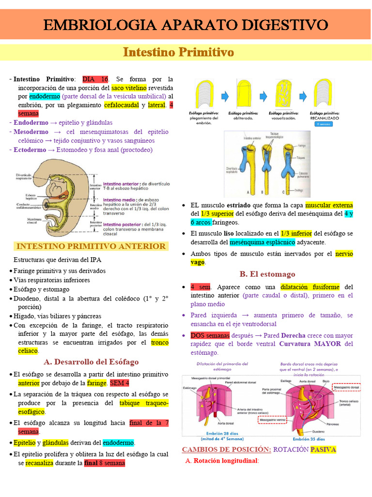 Desarrollo del Intestino Primitivo Embrionario | PDF | Tracto ...