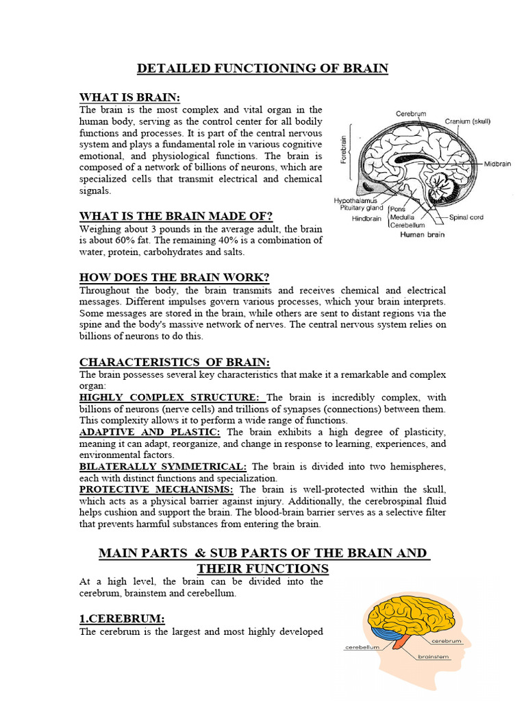 Brainandbehavior Assignment Download Free Pdf Brainstem Brain 0073