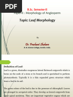 Leaf Attachment and Arrangement Guide | PDF | Leaf | Botany