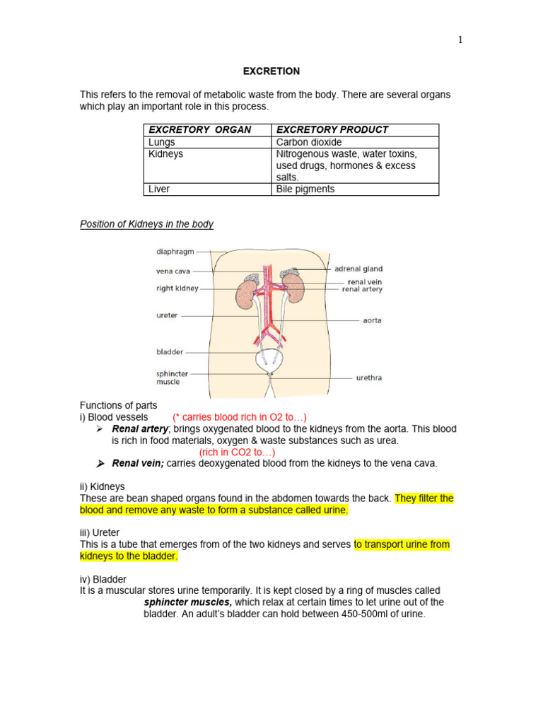 Excretion | PDF | Kidney | Urinary System