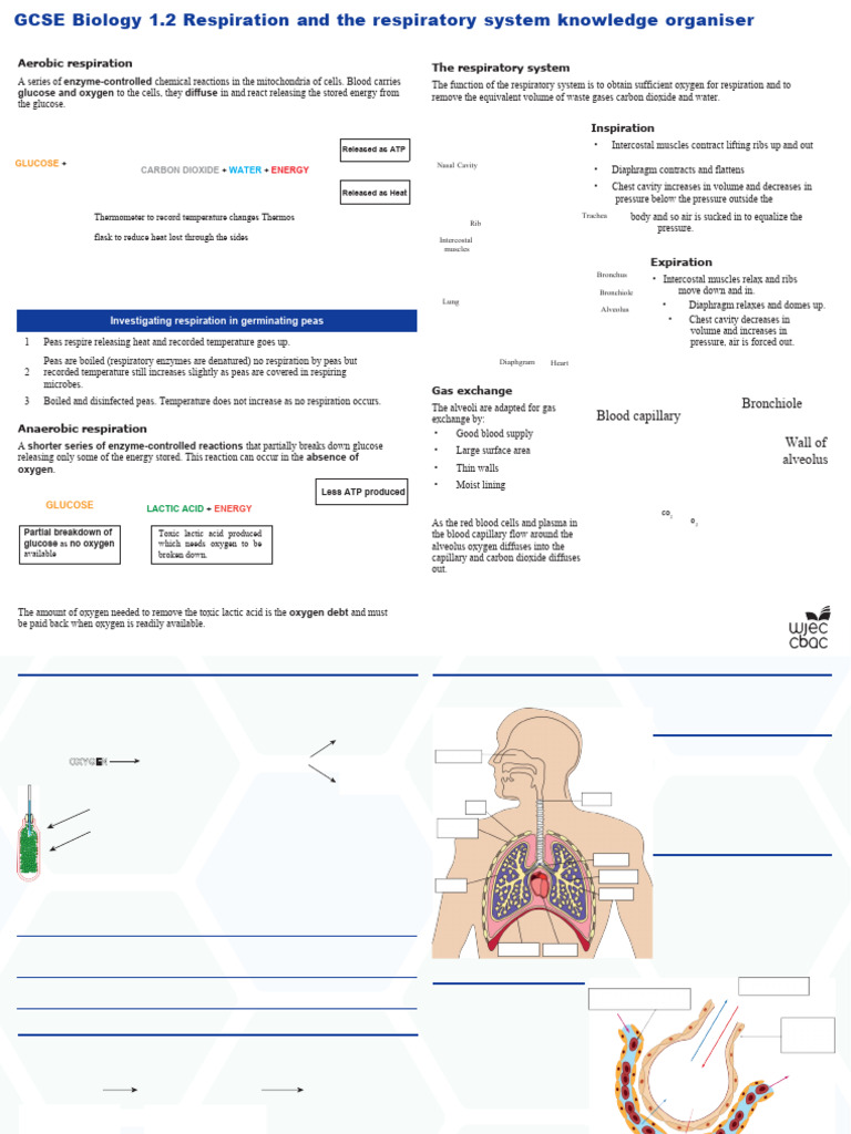 Respiration and The Respiratory System ... | PDF | Respiratory System ...